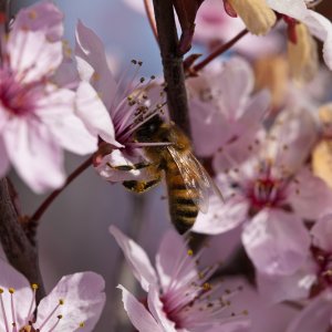 Honey Bee #1 | DPReview Forums