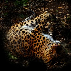 Mallika the Leopardess 11 | DPReview Forums