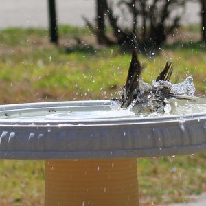 Mocking Bird | DPReview Forums