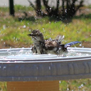 Mocking Bird | DPReview Forums