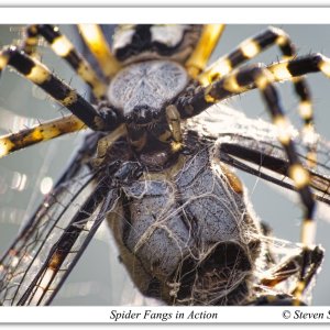 Spider-Fangs-in-Action-small | DPReview Forums