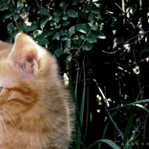 sony-cyber-shot-dsc-hx100v-preview-samples | DPReview Forums