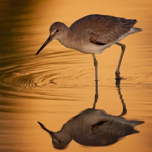 willet | DPReview Forums