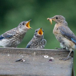 turkeys---baby | DPReview Forums