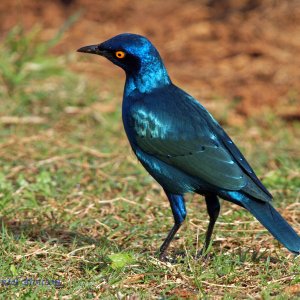 Glossy starling | DPReview Forums