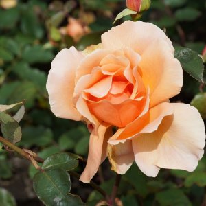 The Tree House, Alnwick Gardens, Northumberland, England, UK, 7/2012 | DPReview Forums