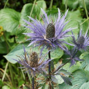 The Tree House, Alnwick Gardens, Northumberland, England, UK, 7/2012 | DPReview Forums