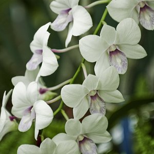 White Flowers | DPReview Forums