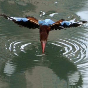 _MG_1559a | DPReview Forums