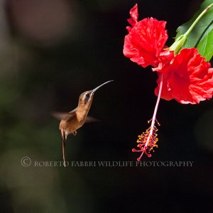 Little hermit hummingbird, Belize | DPReview Forums