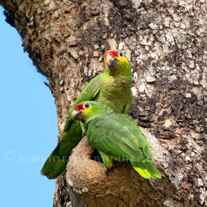 Red lored parrot, Belize, Belize | DPReview Forums