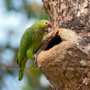 Red lored parrot, Belize | DPReview Forums