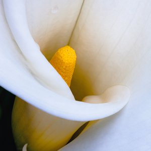 robert-rotella | DPReview Forums