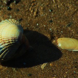 Sea shell | DPReview Forums