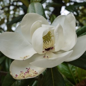 Magnolia | DPReview Forums