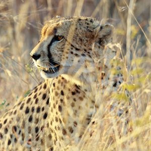 Cheetah-1 | DPReview Forums