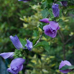 vegesack | DPReview Forums