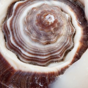 Sea Shell | DPReview Forums