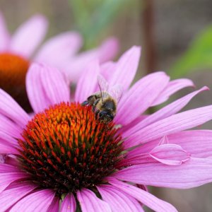 RHS Wisley up close and personal | DPReview Forums