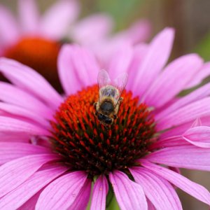 RHS Wisley up close and personal | DPReview Forums