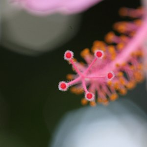 RHS Wisley up close and personal | DPReview Forums