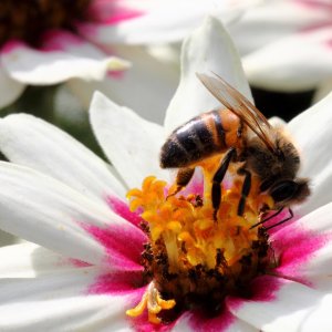 RHS Wisley up close and personal | DPReview Forums