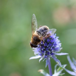 RHS Wisley up close and personal | DPReview Forums