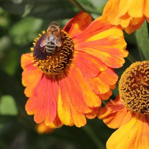 RHS Wisley up close and personal | DPReview Forums