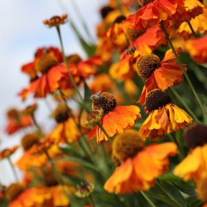 RHS Wisley up close and personal | DPReview Forums