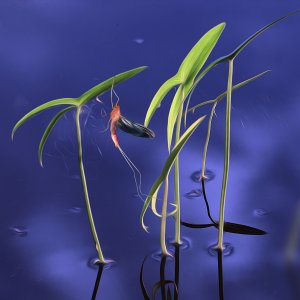 pondlife | DPReview Forums