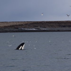 orca | DPReview Forums