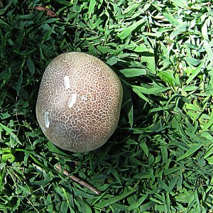 Mushroom | DPReview Forums