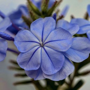 Blue plumbago (Plumbago auriculata - Plumbaginaceae) [version 2] | DPReview Forums