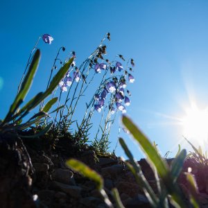 flowers against light | DPReview Forums