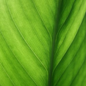 green leaf | DPReview Forums