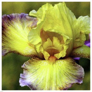 presby | DPReview Forums