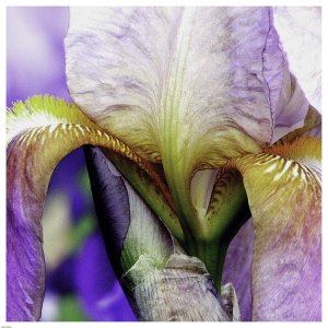 presby | DPReview Forums