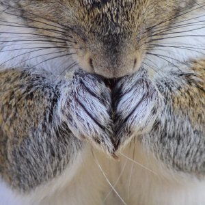 Tiny Paws | DPReview Forums