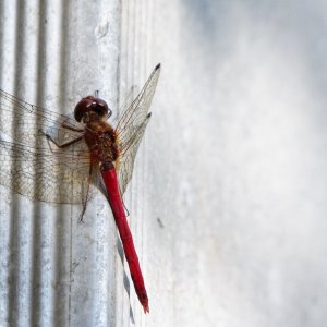 Red Dragonfly | DPReview Forums