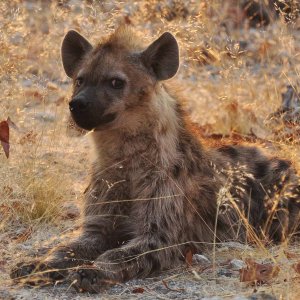 etosha | DPReview Forums