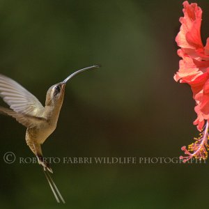 Little hermit hummingbird, Belize | DPReview Forums