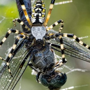 Spider vs Dragon | DPReview Forums