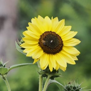 sunflower with bee | DPReview Forums