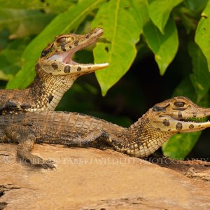 caiman-two | DPReview Forums