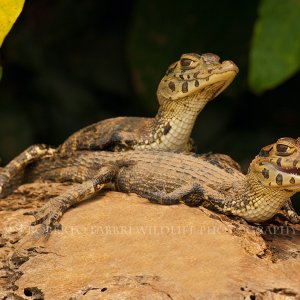 caiman-two | DPReview Forums