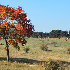 autumn tree | DPReview Forums