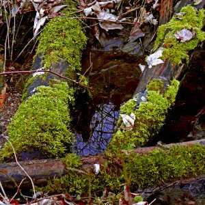 in-the-forest | DPReview Forums