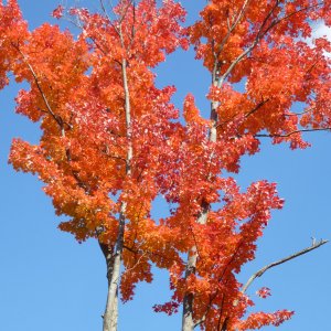 red maple tree | DPReview Forums