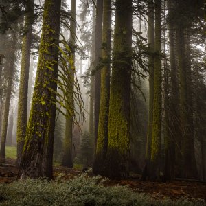 Forest in the Mist | DPReview Forums