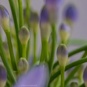 Agapanthus buds (Agapanthus species - Amaryllidaceae) close up | DPReview Forums